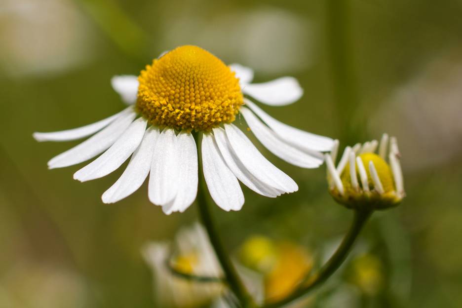 Benefits of Chamomile | Taste For Life