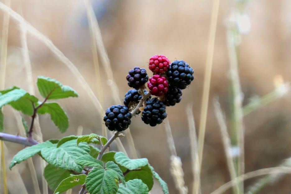 The Benefits of Rubus Plants | Taste For Life
