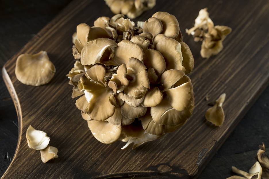 Maitake for Immunity | Taste For Life