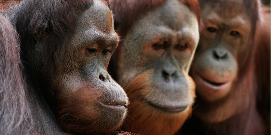 Don’t Monkey with Your Microbes | Taste For Life