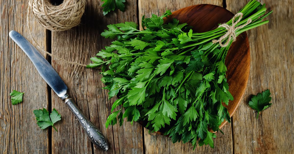 flat leaf parsley uses