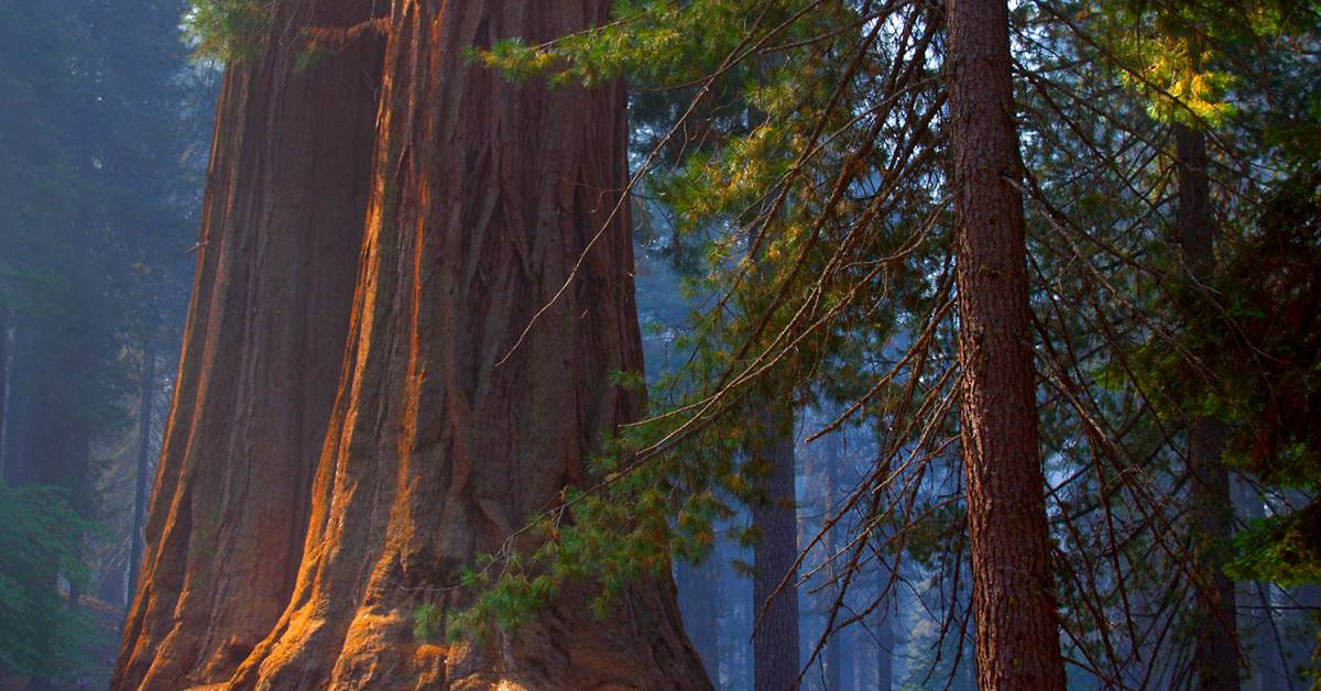 Planting Sequoias to Save the Earth | Taste For Life