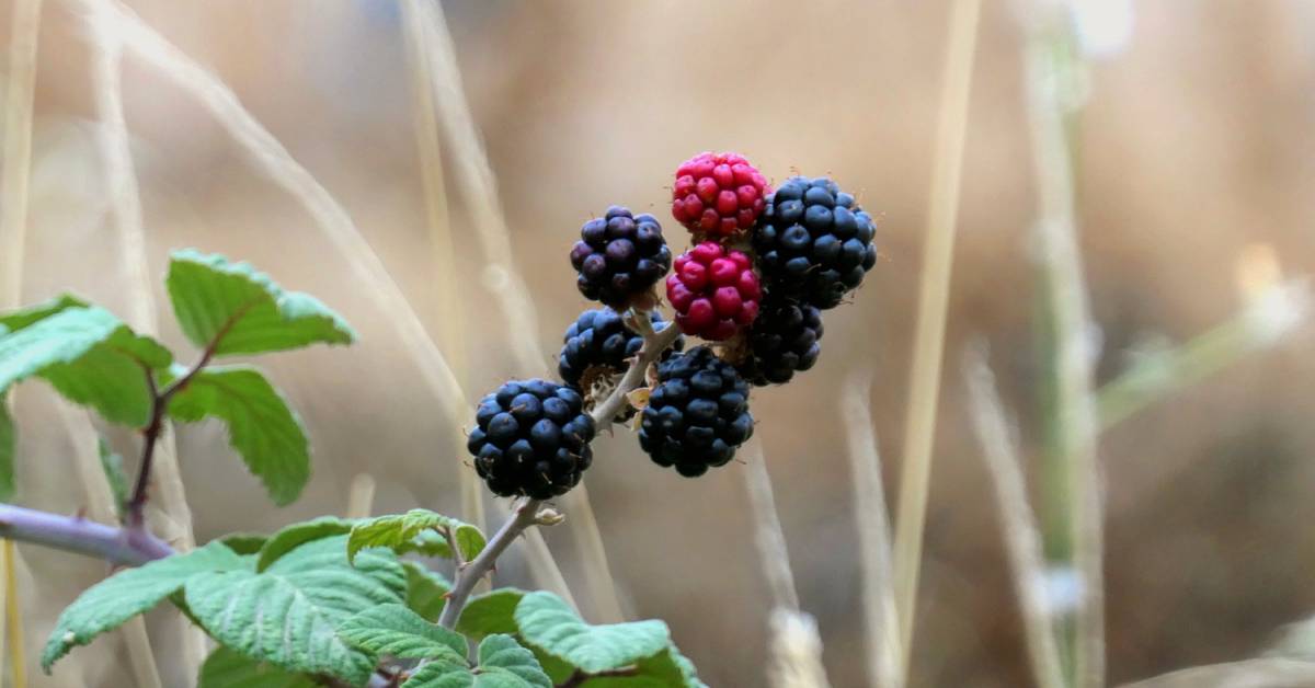 The Benefits of Rubus Plants | Taste For Life