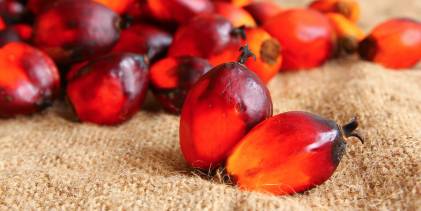 Red Palm Oil | Taste For Life